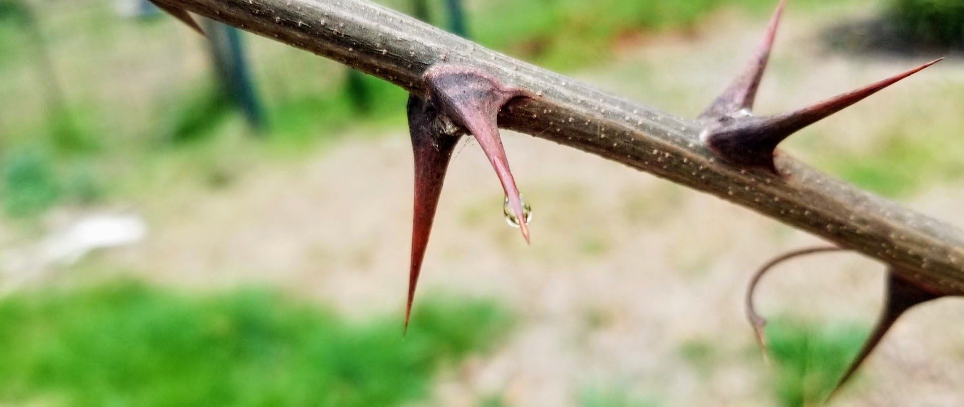 Licking Honey from a Thorn | Practical Animism